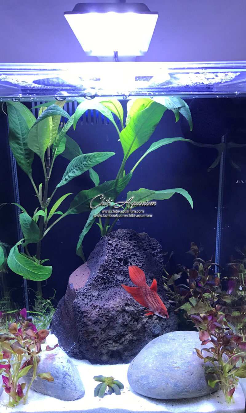 BETTA FISH - Chibi-Aquarium