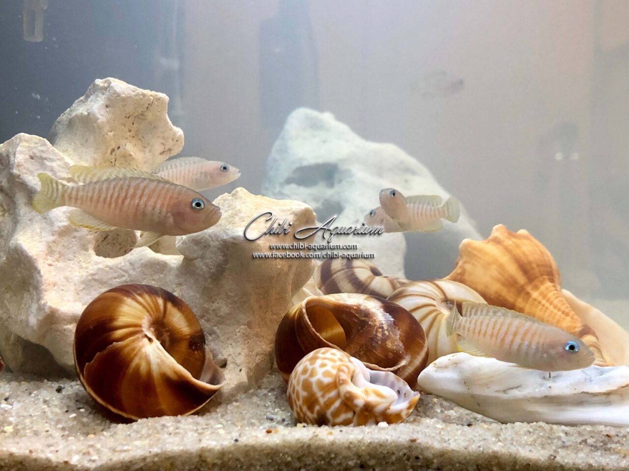 NEOLAMPROLOGUS MULTIFASCIATUS - Chibi-Aquarium