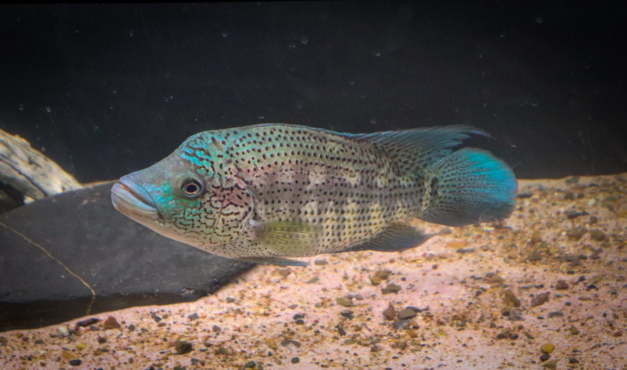 WOLF/DOVII CICHLID - Chibi-Aquarium