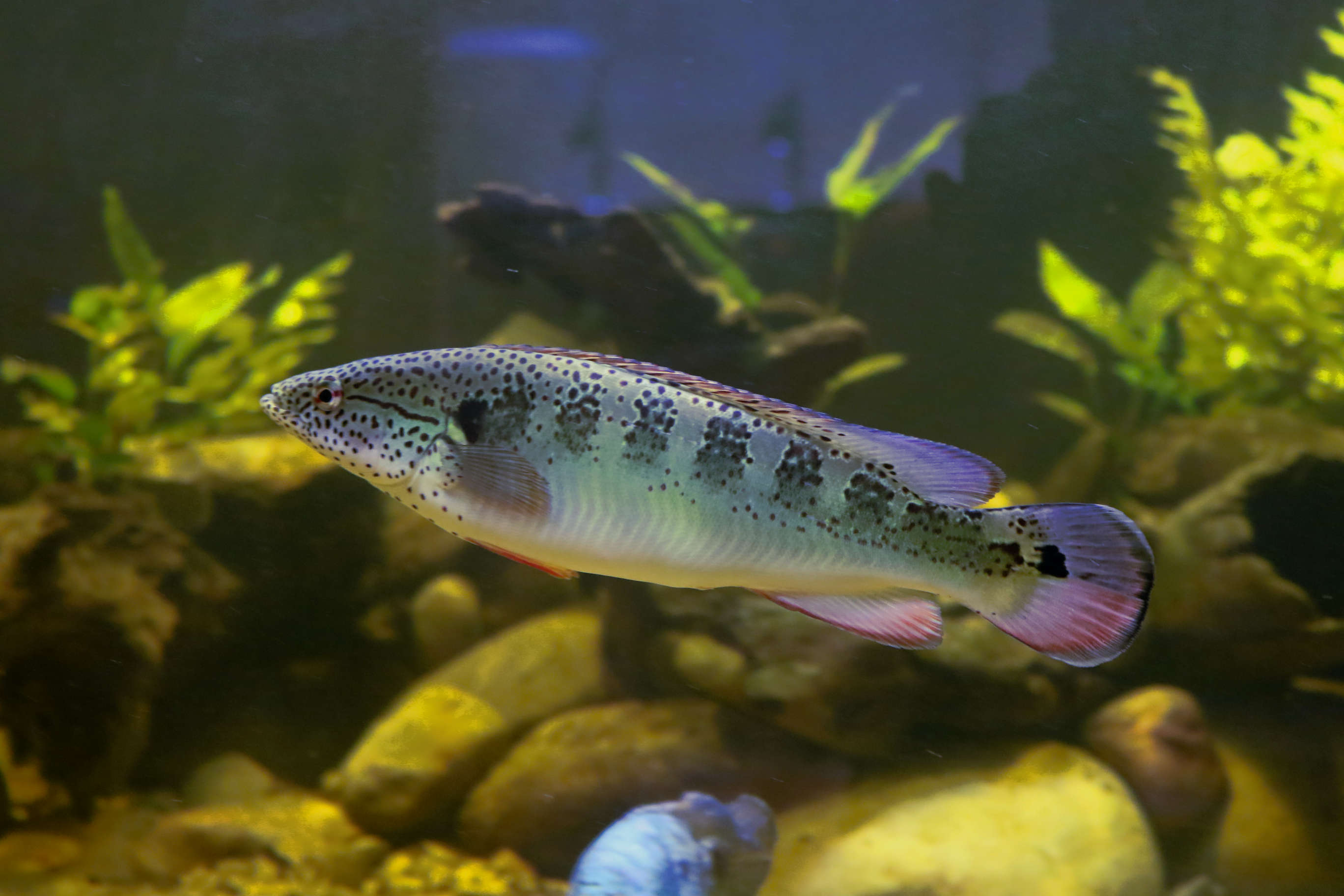 PIKE CICHLID - Chibi-Aquarium