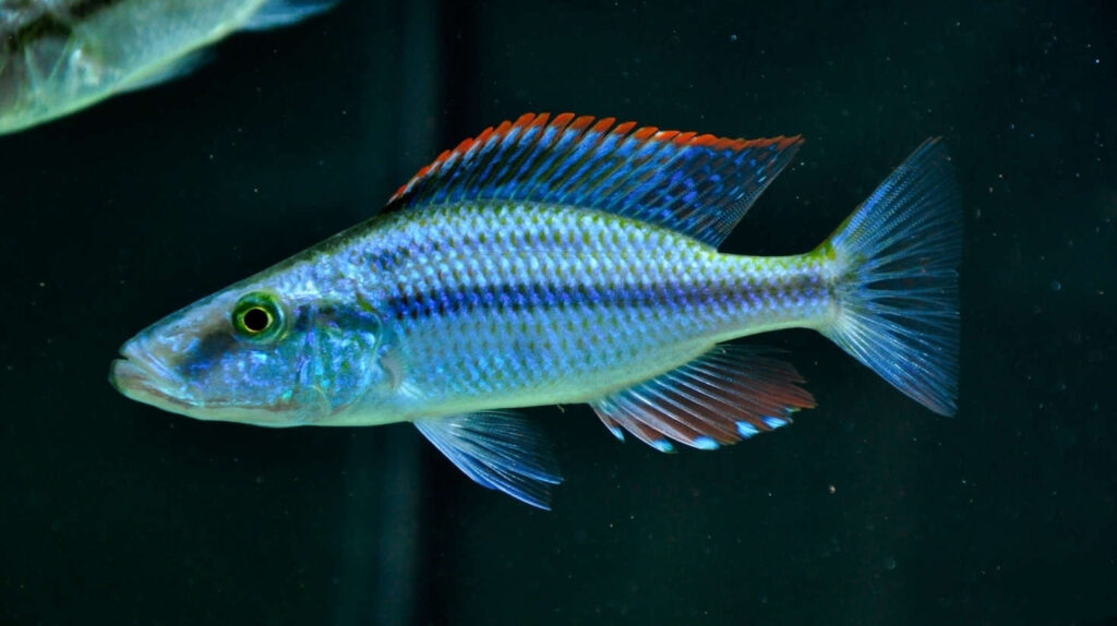 MALAWI EYEBITER - Chibi-Aquarium