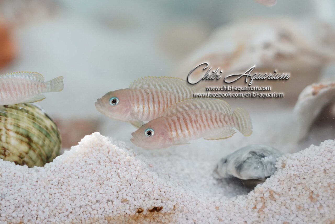 NEOLAMPROLOGUS MULTIFASCIATUS - Chibi-Aquarium