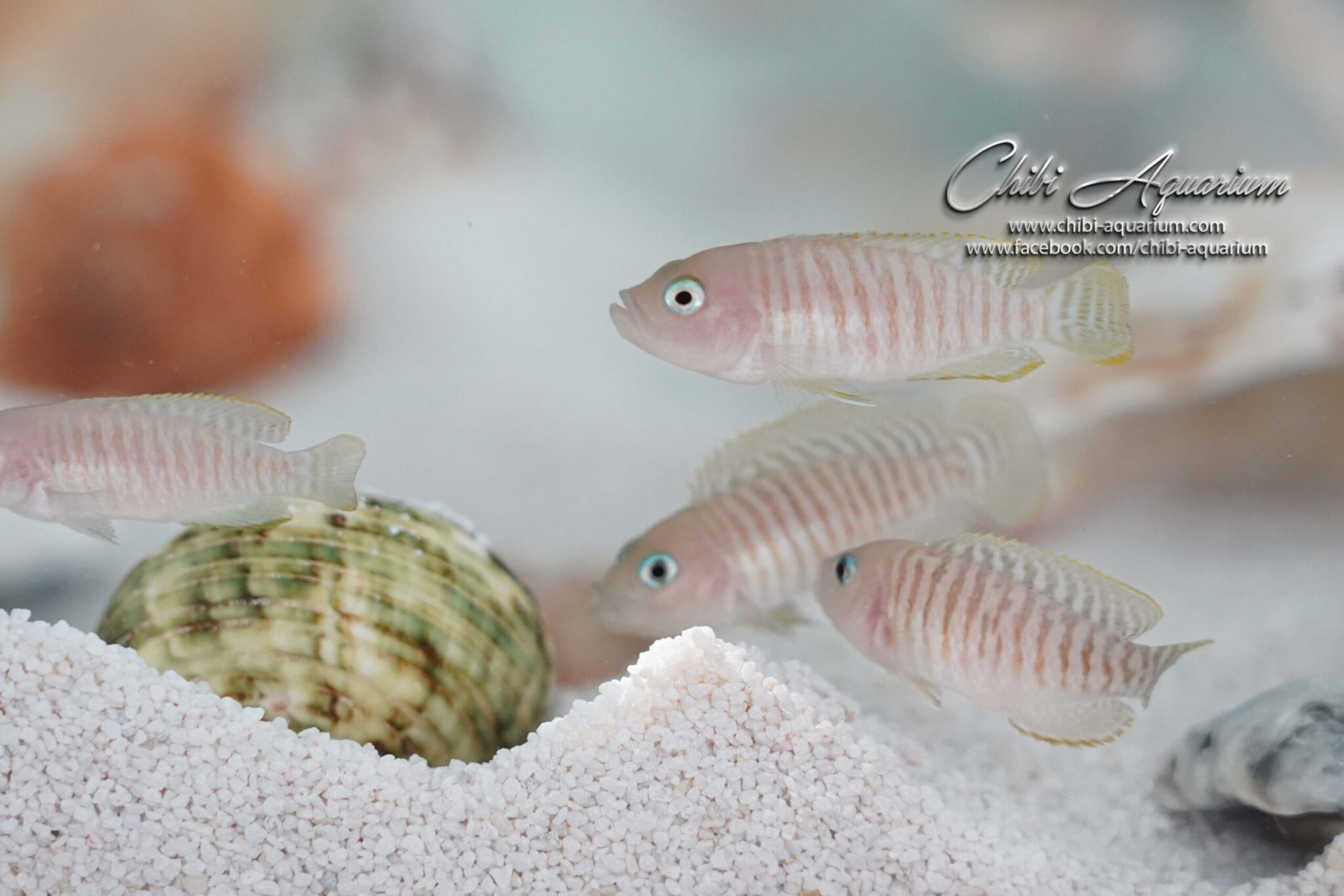 NEOLAMPROLOGUS MULTIFASCIATUS - Chibi-Aquarium