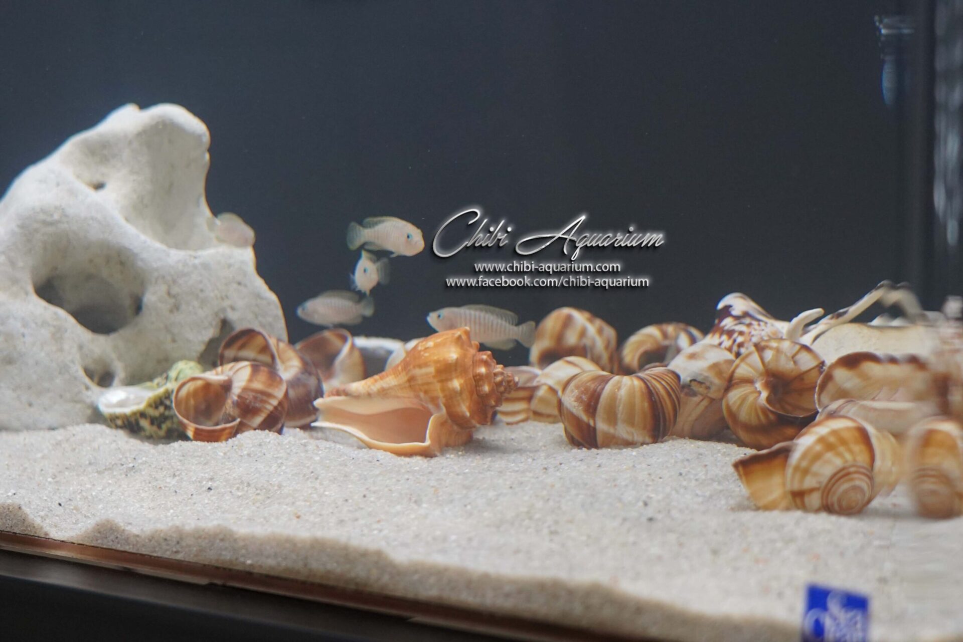 NEOLAMPROLOGUS MULTIFASCIATUS - Chibi-Aquarium