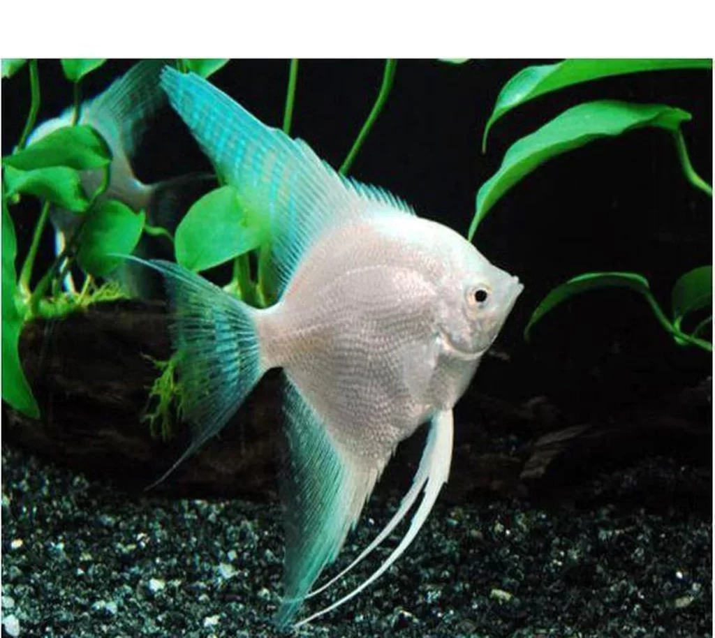 ANGEL FISH - Chibi-Aquarium