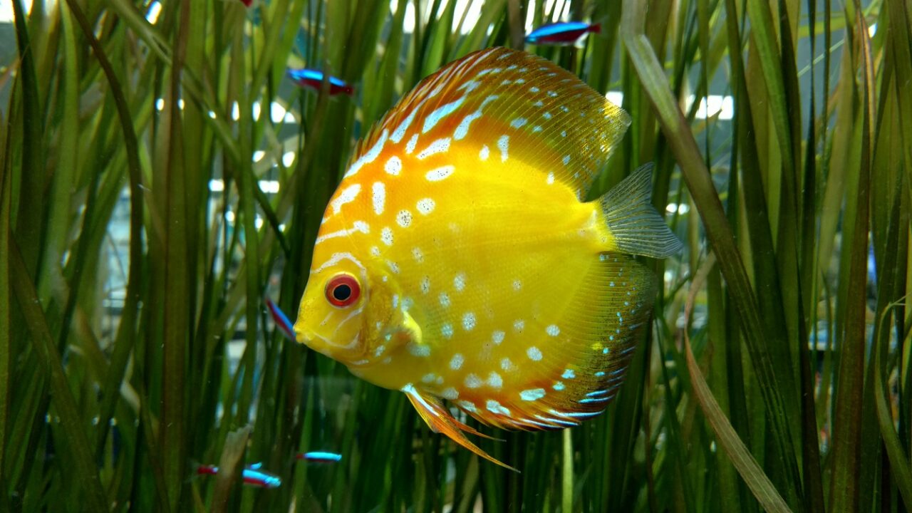 DISCUS CICHLID - Chibi-Aquarium