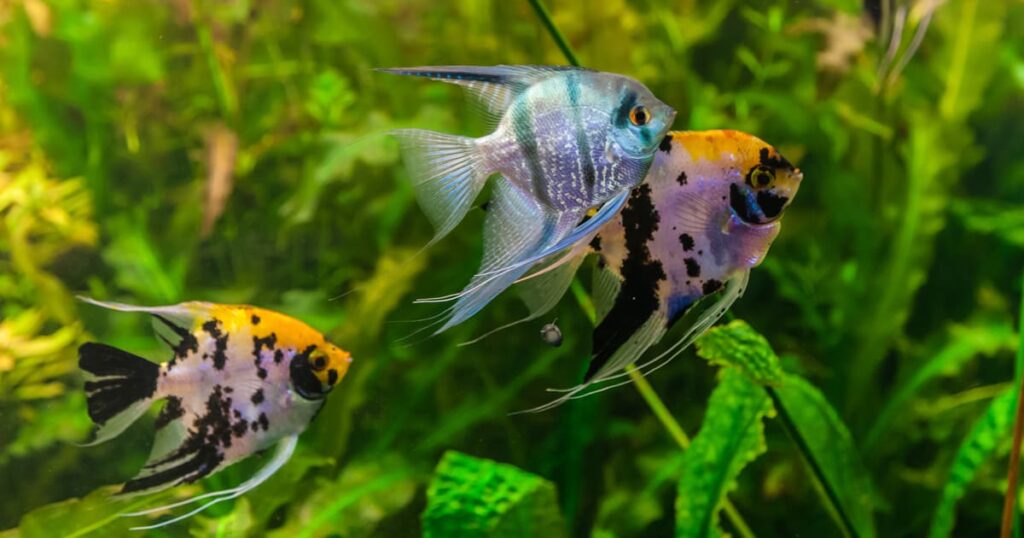 ANGEL FISH - Chibi-Aquarium