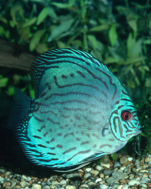 DISCUS CICHLID - Chibi-Aquarium