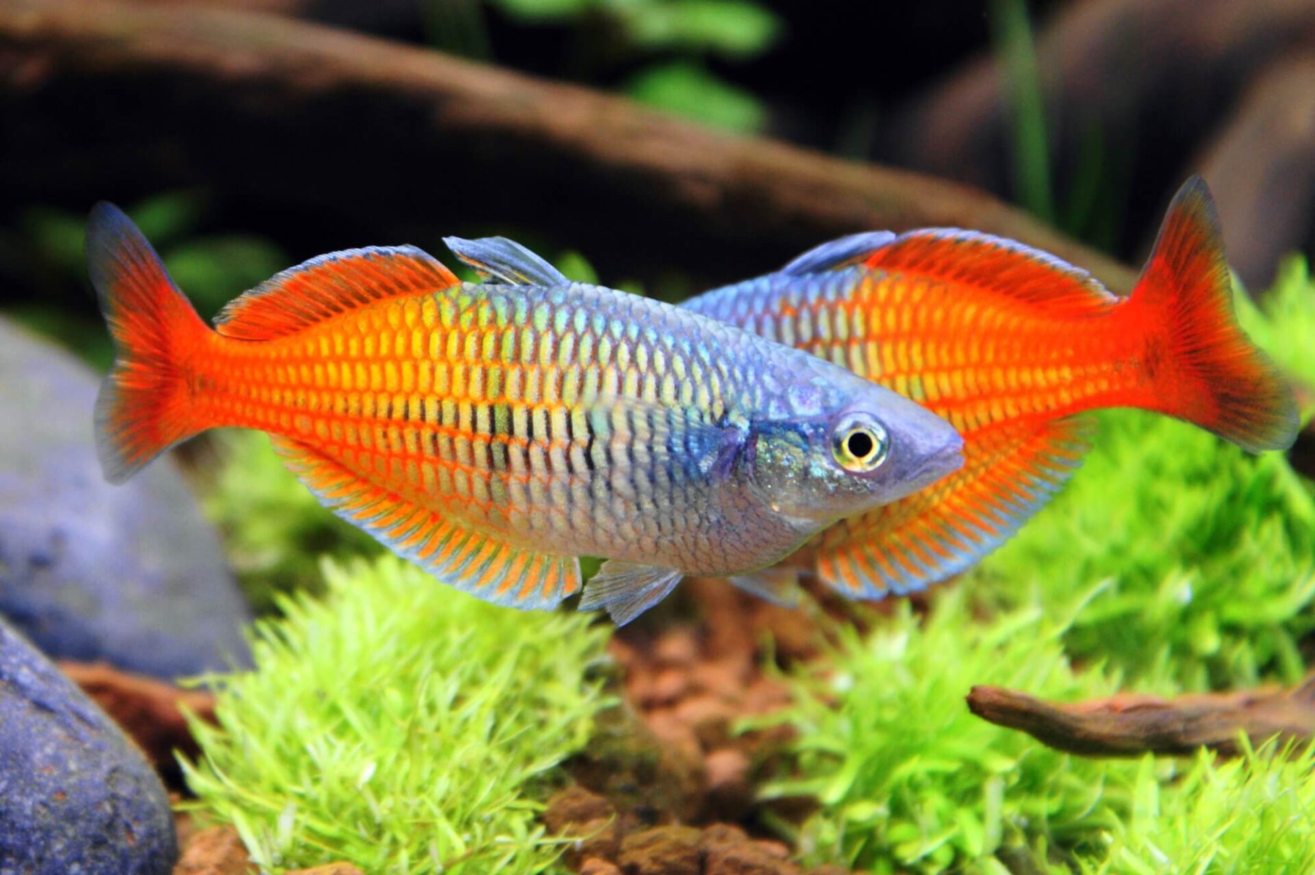 BOESEMANI RAINBOW - Chibi-Aquarium
