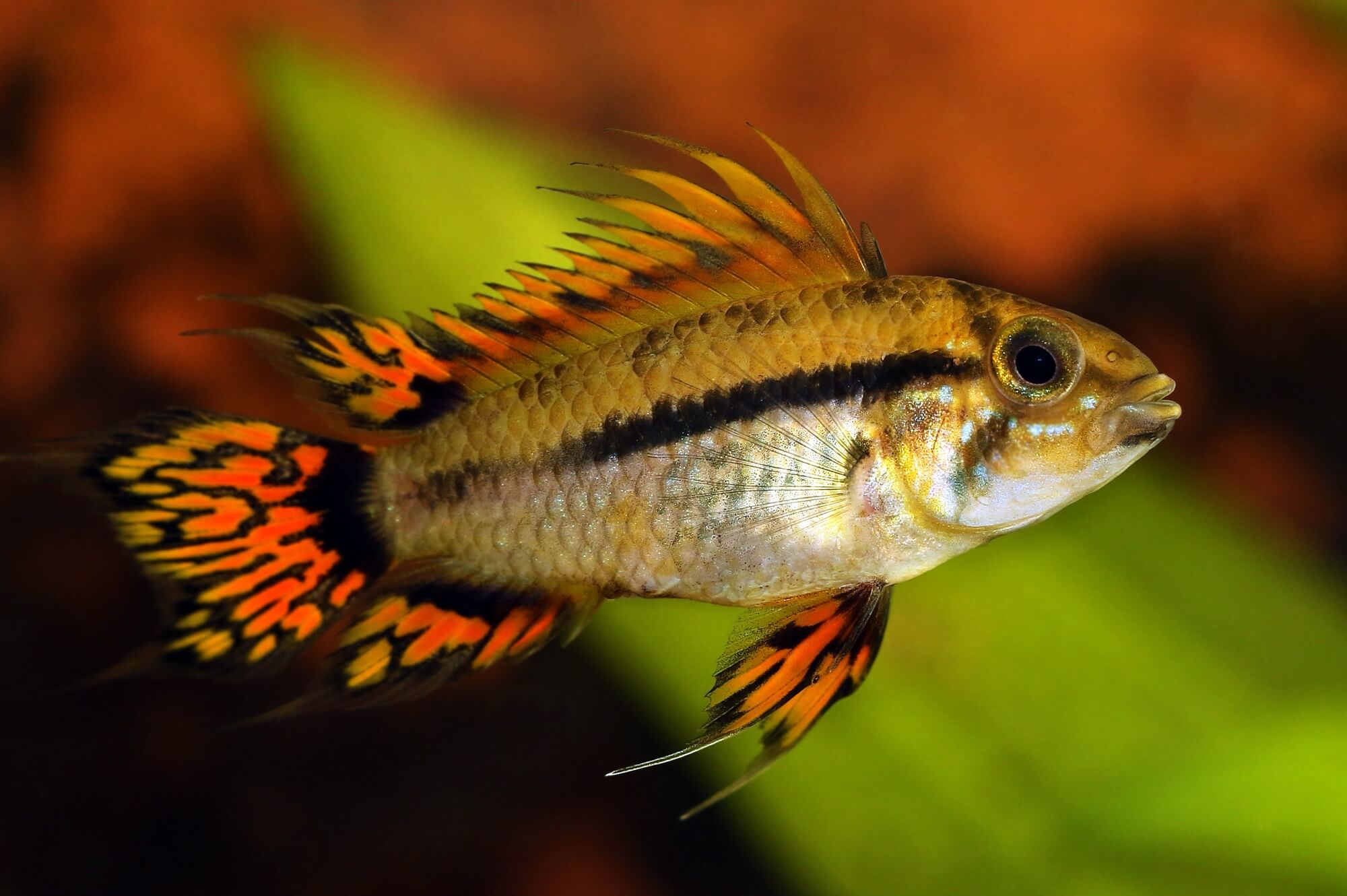 COCKATOO CICHLID - Chibi-Aquarium