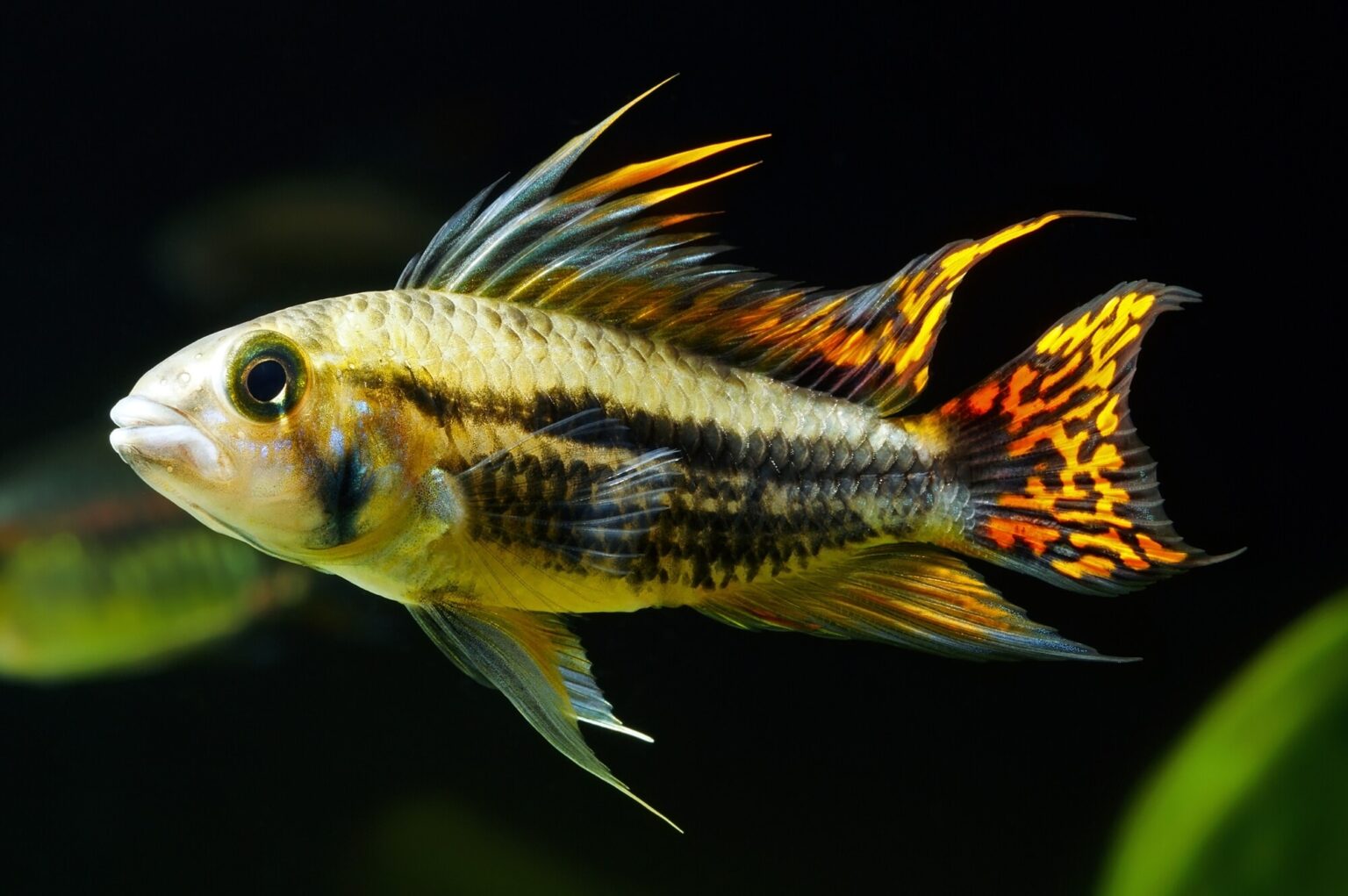 COCKATOO CICHLID - Chibi-Aquarium