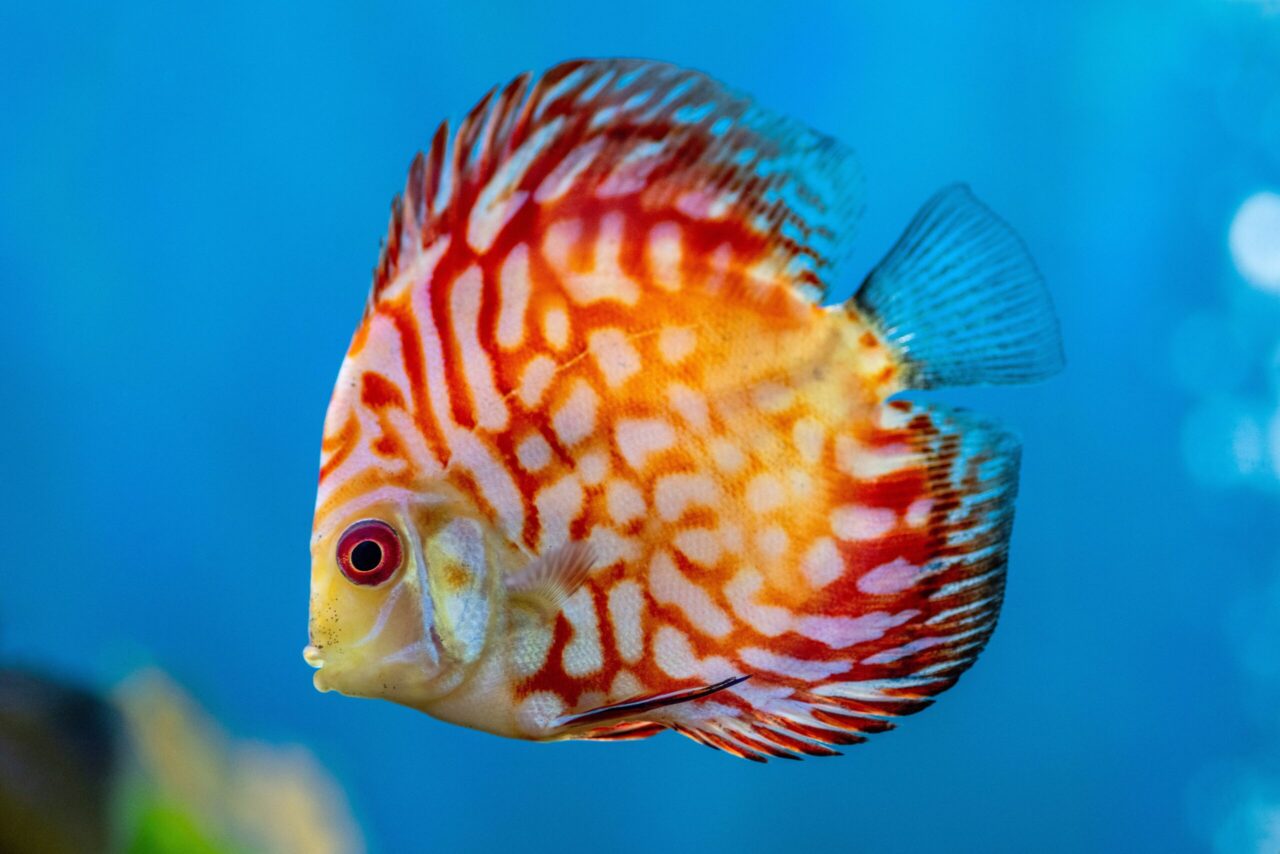 DISCUS CICHLID - Chibi-Aquarium