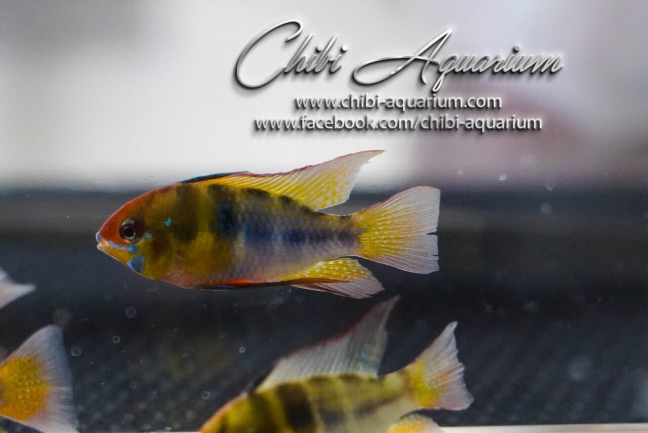 RAM CICHLID - Chibi-Aquarium