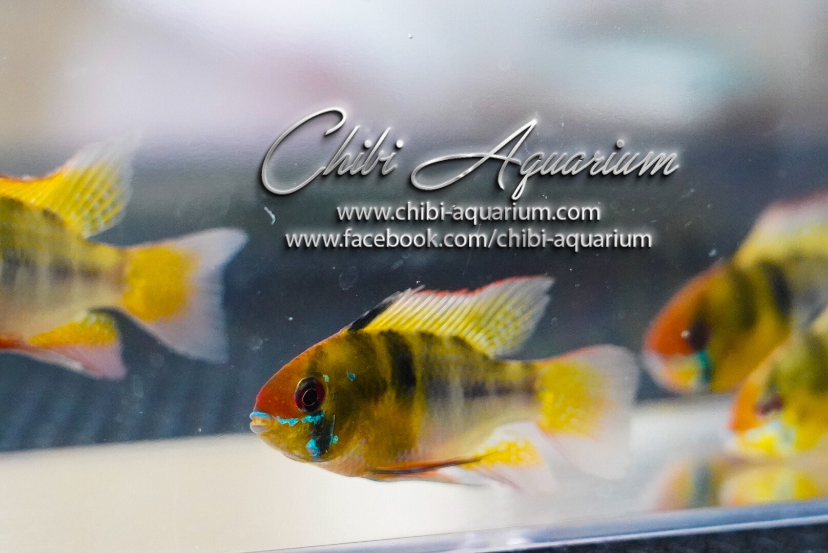 RAM CICHLID - Chibi-Aquarium