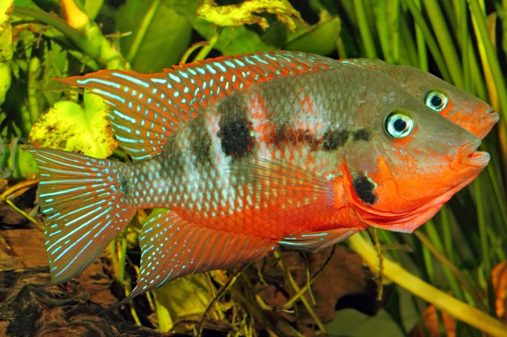 FIREMOUTH CICHLID - Chibi-Aquarium