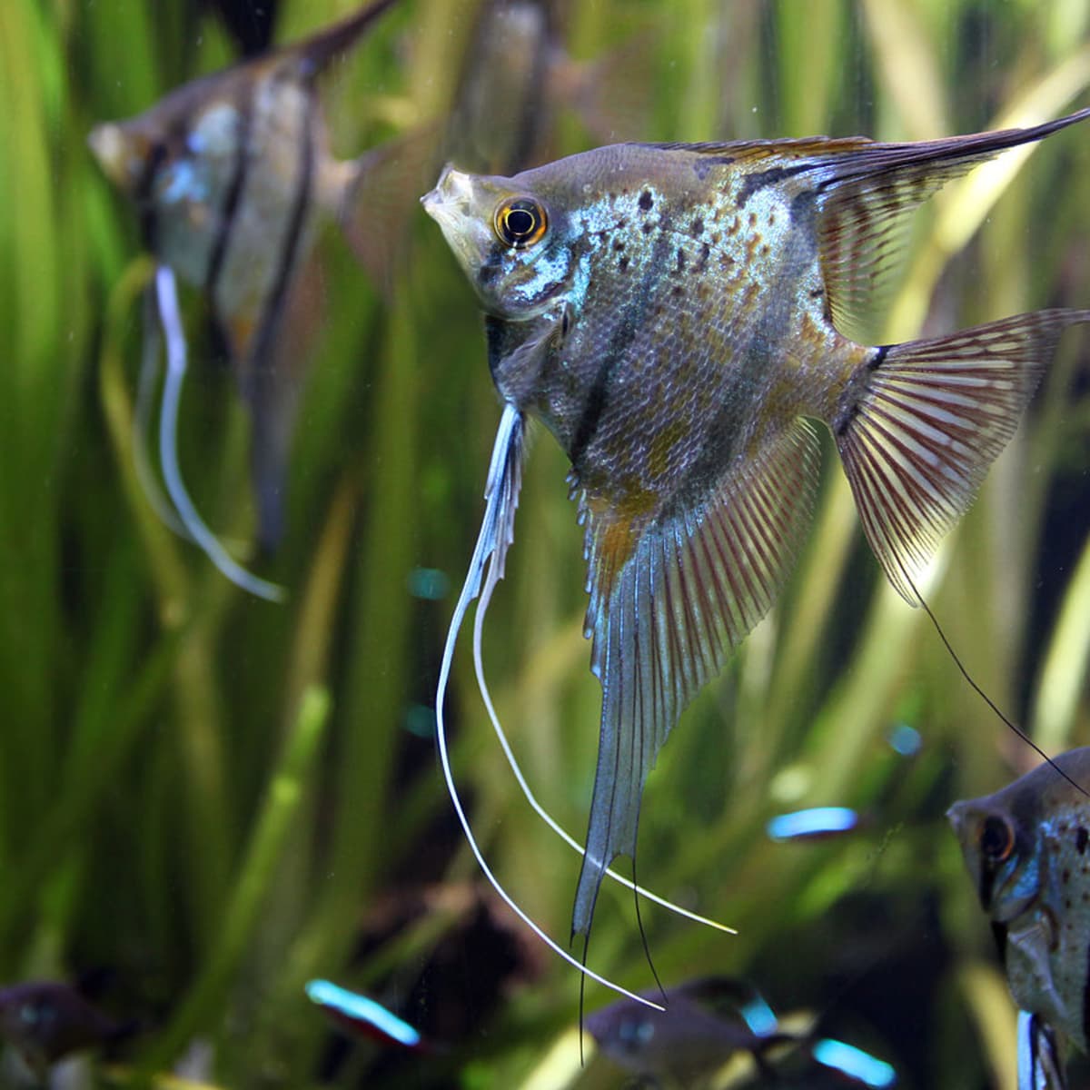 ANGEL FISH - Chibi-Aquarium
