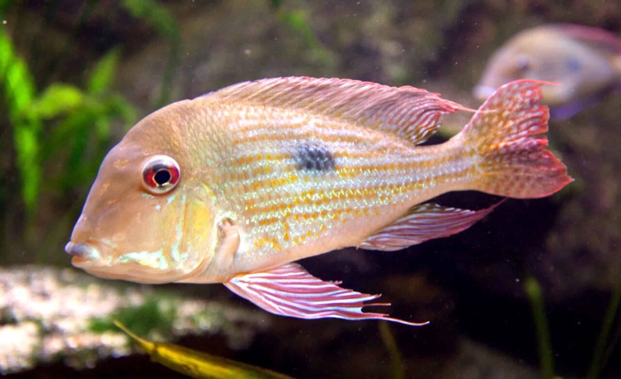 GEOPHAGUS CICHLID - Chibi-Aquarium