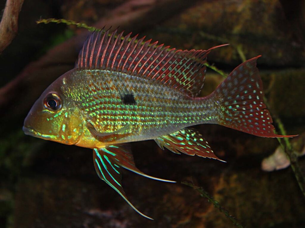 GEOPHAGUS CICHLID - Chibi-Aquarium