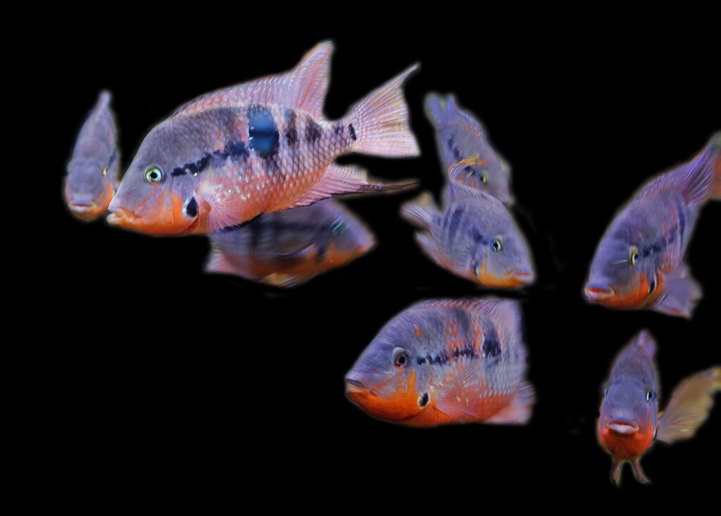 FIREMOUTH CICHLID - Chibi-Aquarium