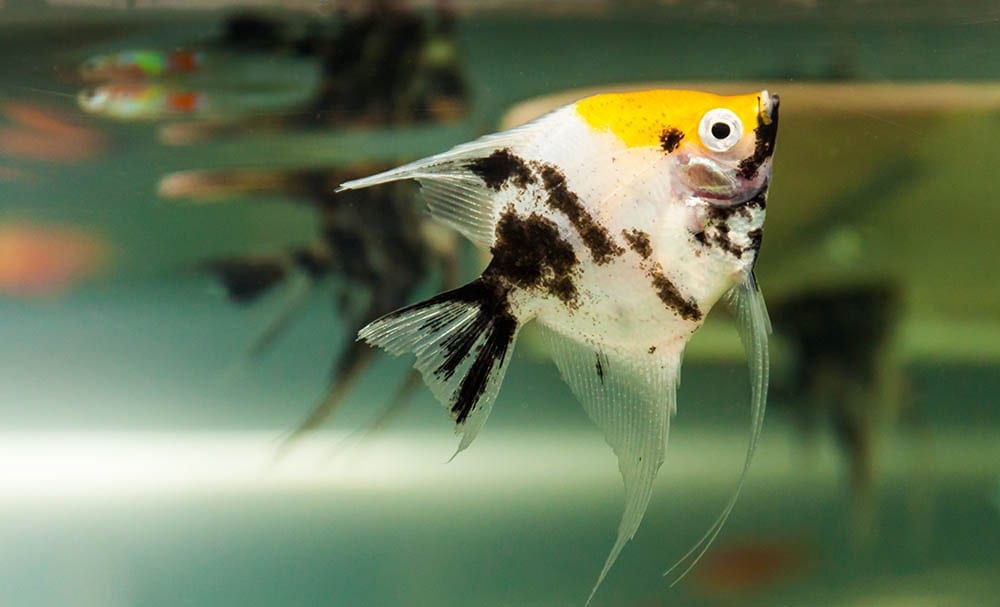ANGEL FISH - Chibi-Aquarium