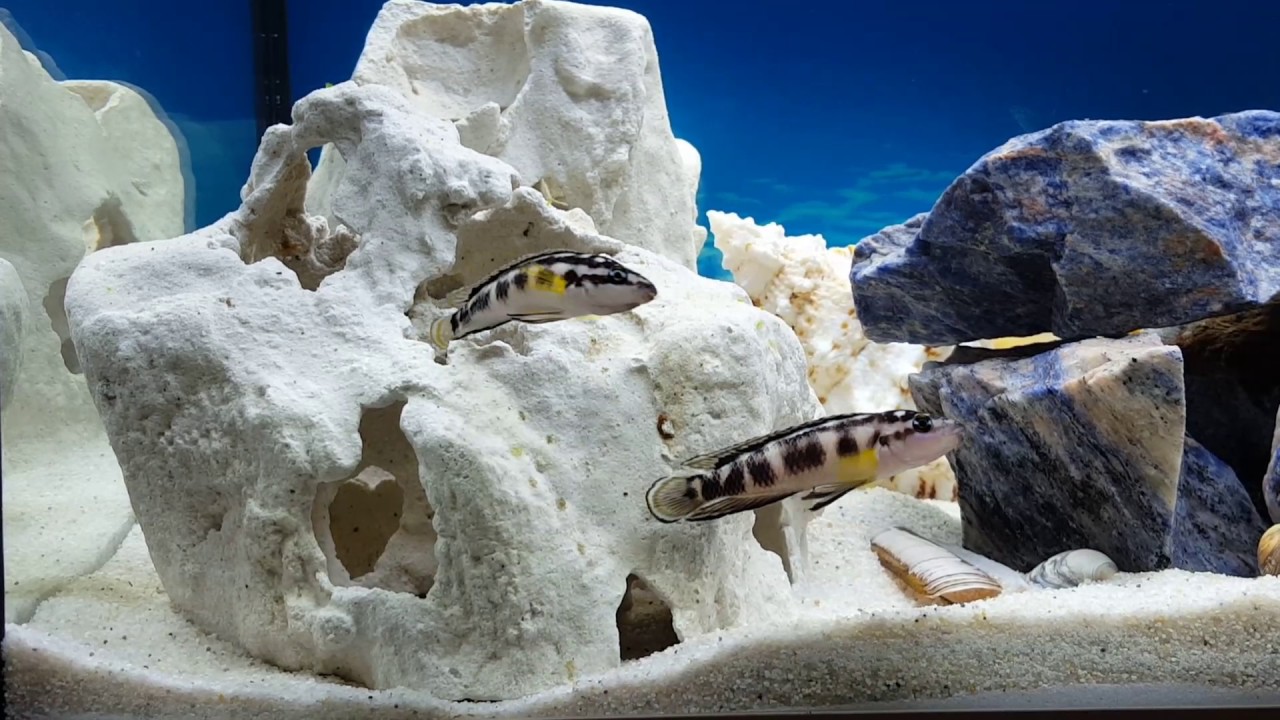 JULIDOCHROMIS CICHLID - Chibi-Aquarium