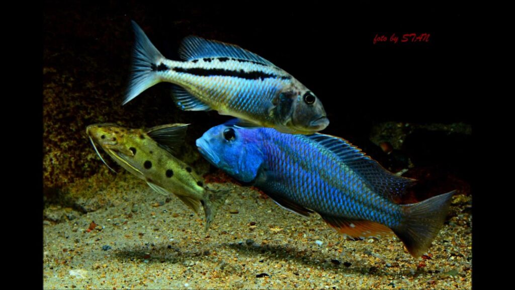 MALAWI HAWK CICHLID - Chibi-Aquarium