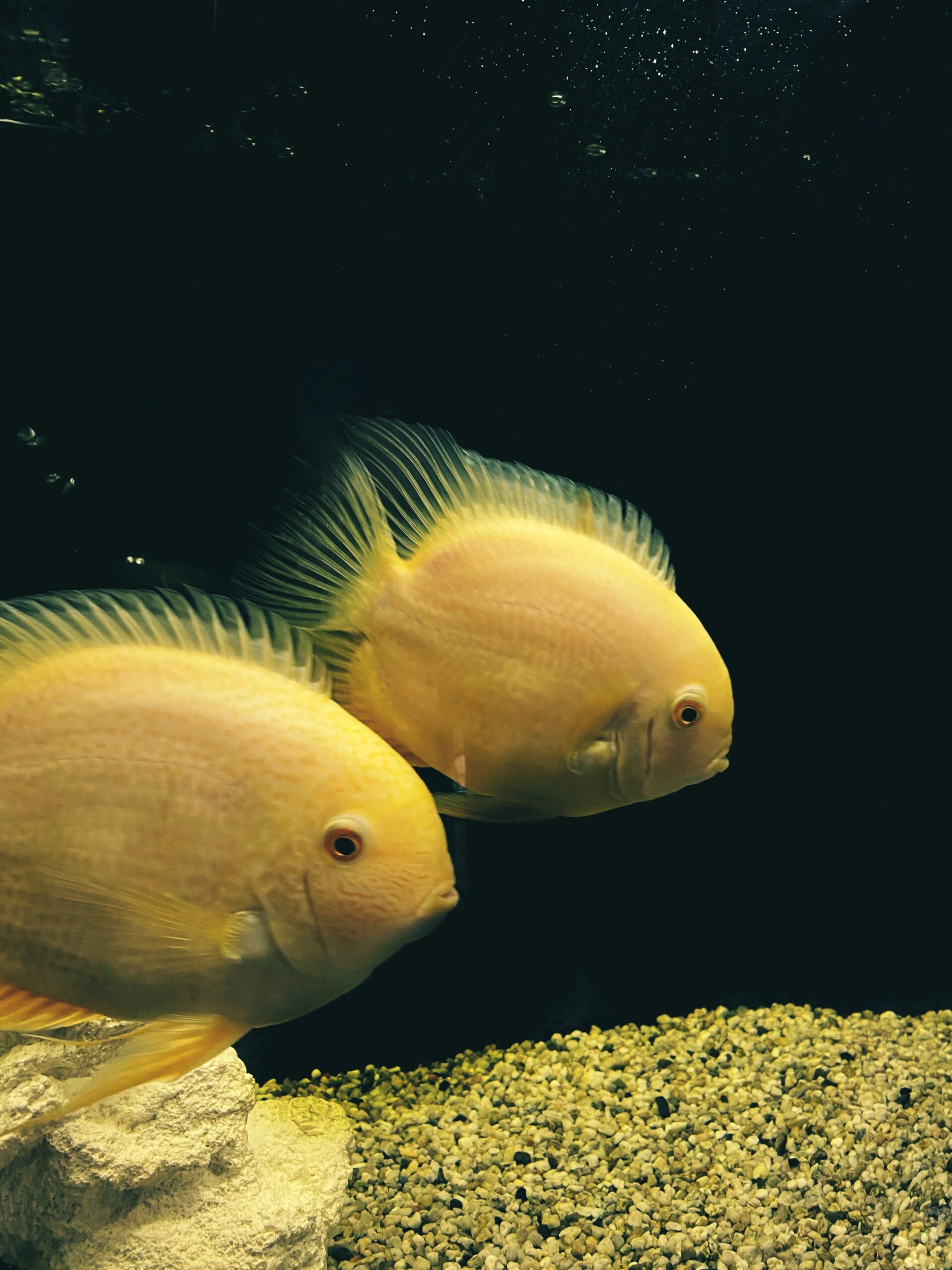 GOLDEN SEVERUM CICHLID - Chibi-Aquarium