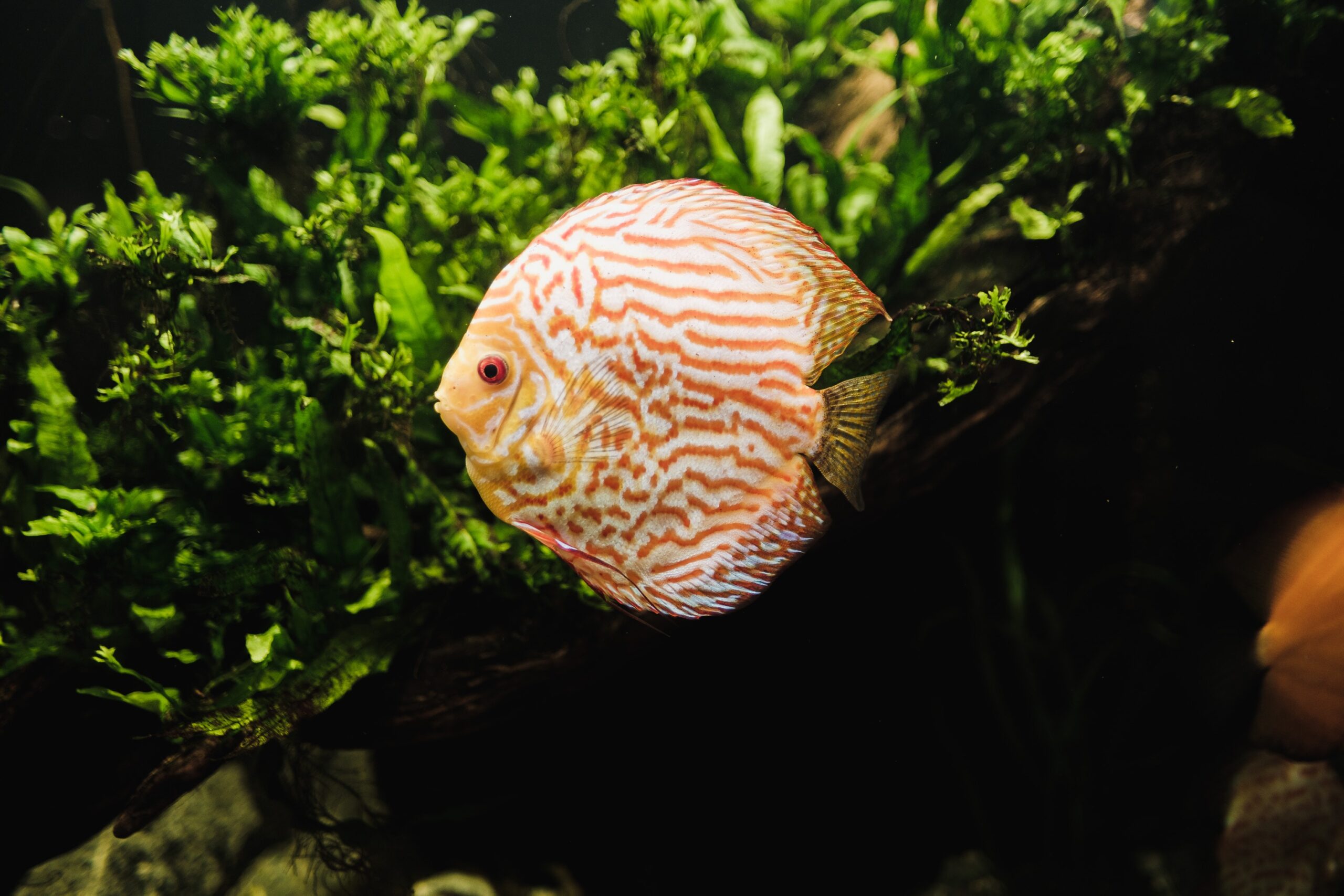 DISCUS CICHLID - Chibi-Aquarium