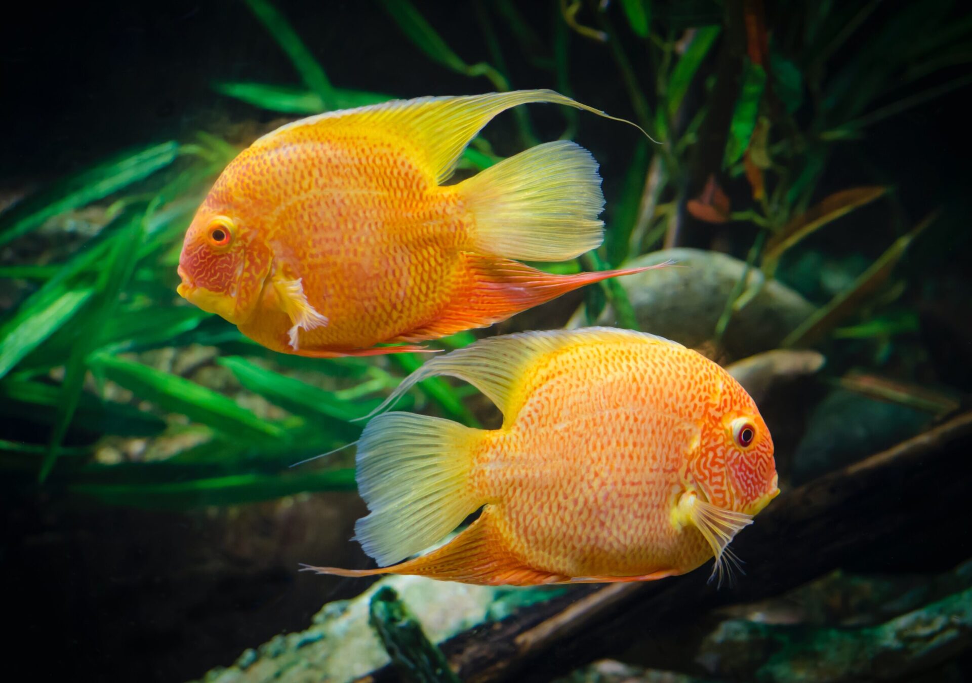 GOLDEN SEVERUM CICHLID - Chibi-Aquarium