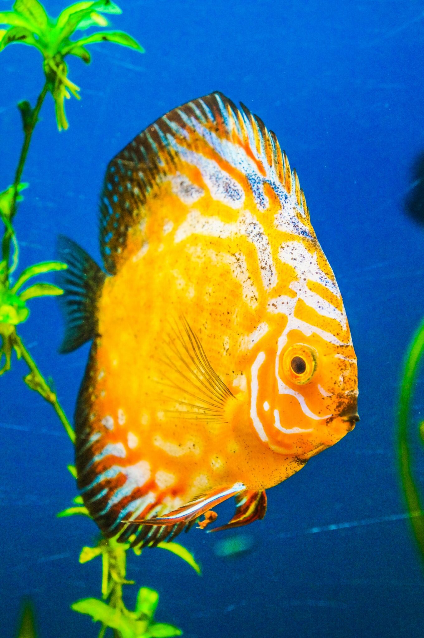 DISCUS CICHLID - Chibi-Aquarium