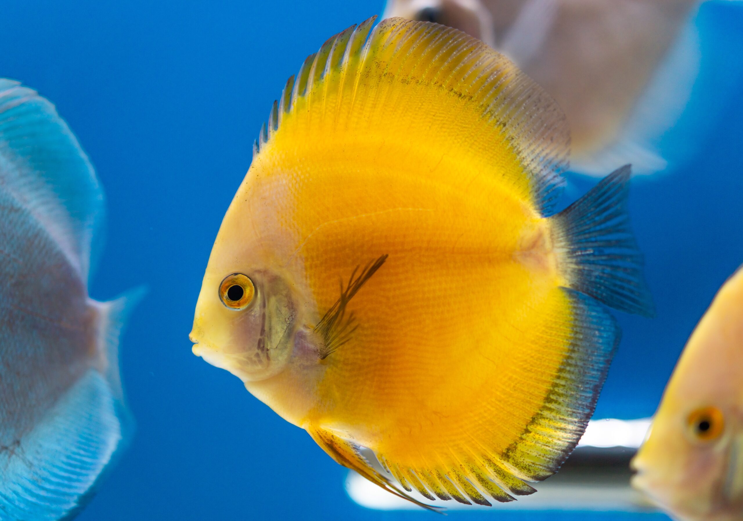 DISCUS CICHLID - Chibi-Aquarium