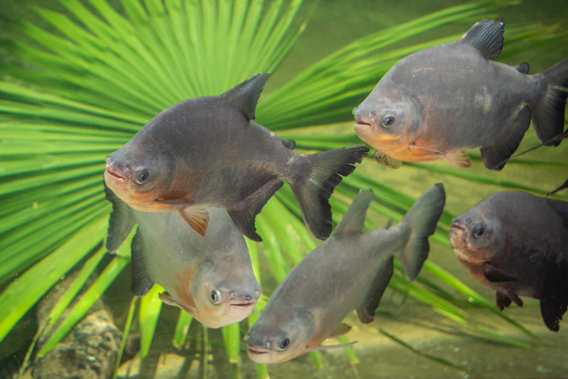 PACU FISH - Chibi-Aquarium