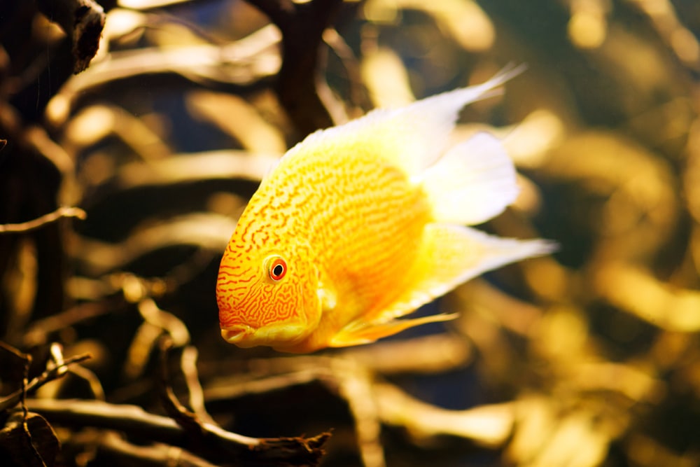 GOLDEN SEVERUM CICHLID - Chibi-Aquarium