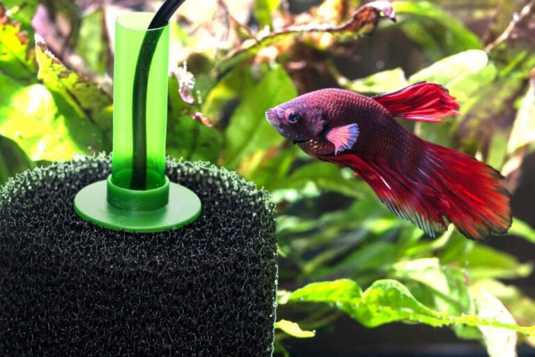 Pros And Cons Of The Sponge Filter - Chibi-Aquarium