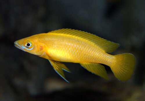 NEOLAMPROLOGUS LELEUPI - Chibi-Aquarium