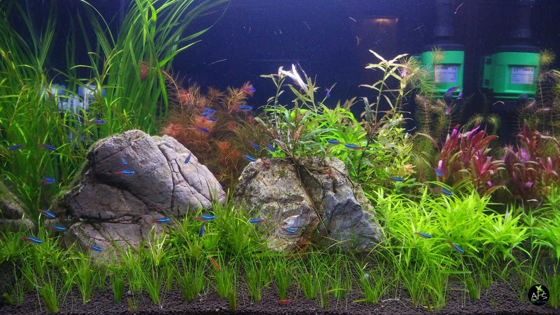 What Plants Can I Put In My Cichlid Tank Chibi Aquarium what-plants-can-i-put-in-my-cichlid-tank-chibi-aquarium