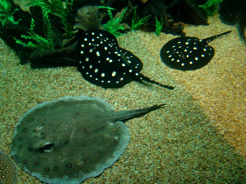 POLKA DOT STINGRAY - Chibi-Aquarium