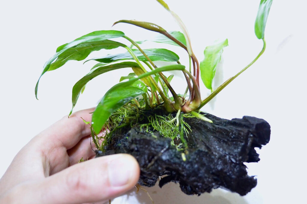 ANUBIAS AFZELII - Chibi-Aquarium