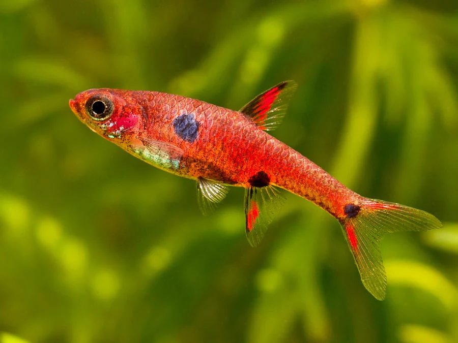 PHOENIX RASBORA - Chibi-Aquarium