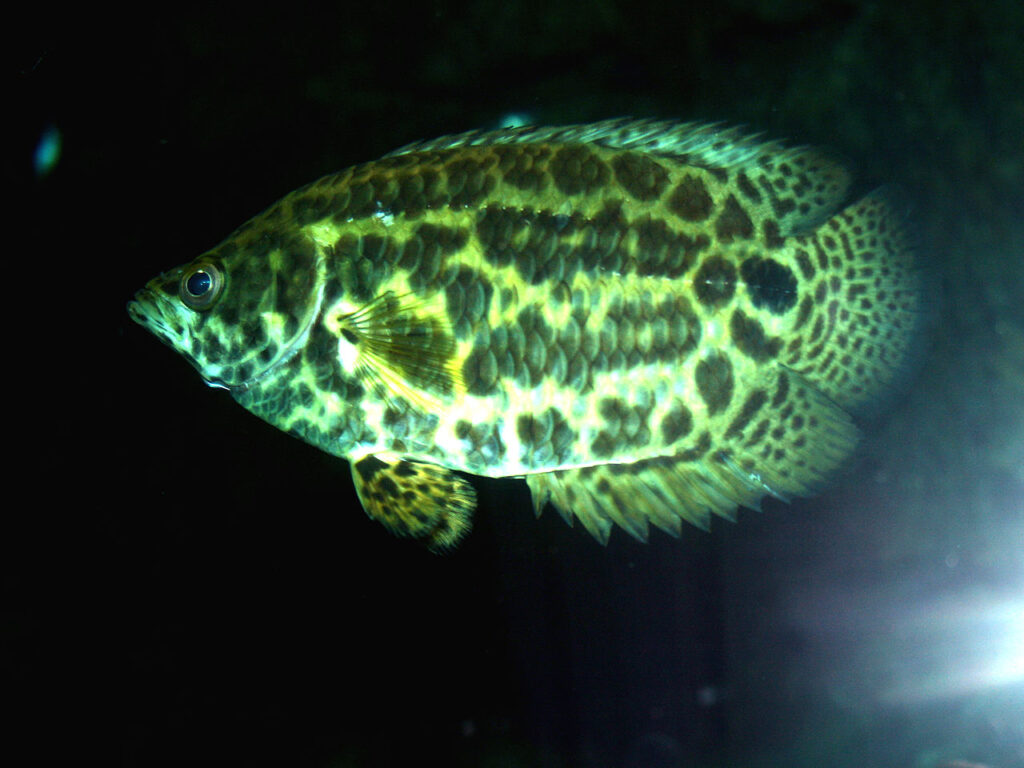 LEOPARD BUSH FISH - Chibi-Aquarium