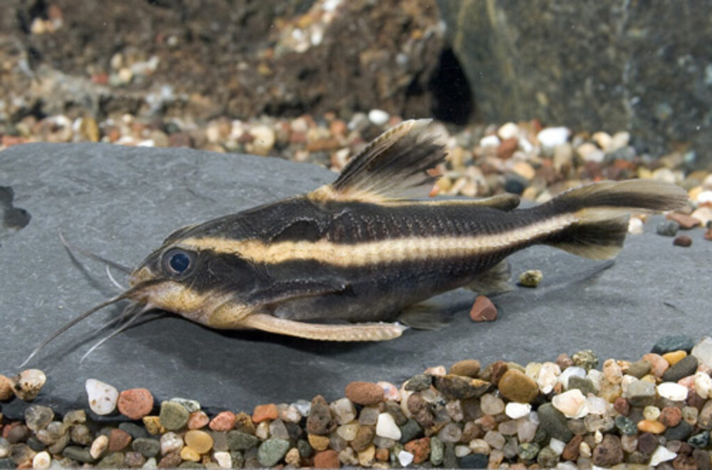 STRIPED RAPHAEL CATFISH - Chibi-Aquarium