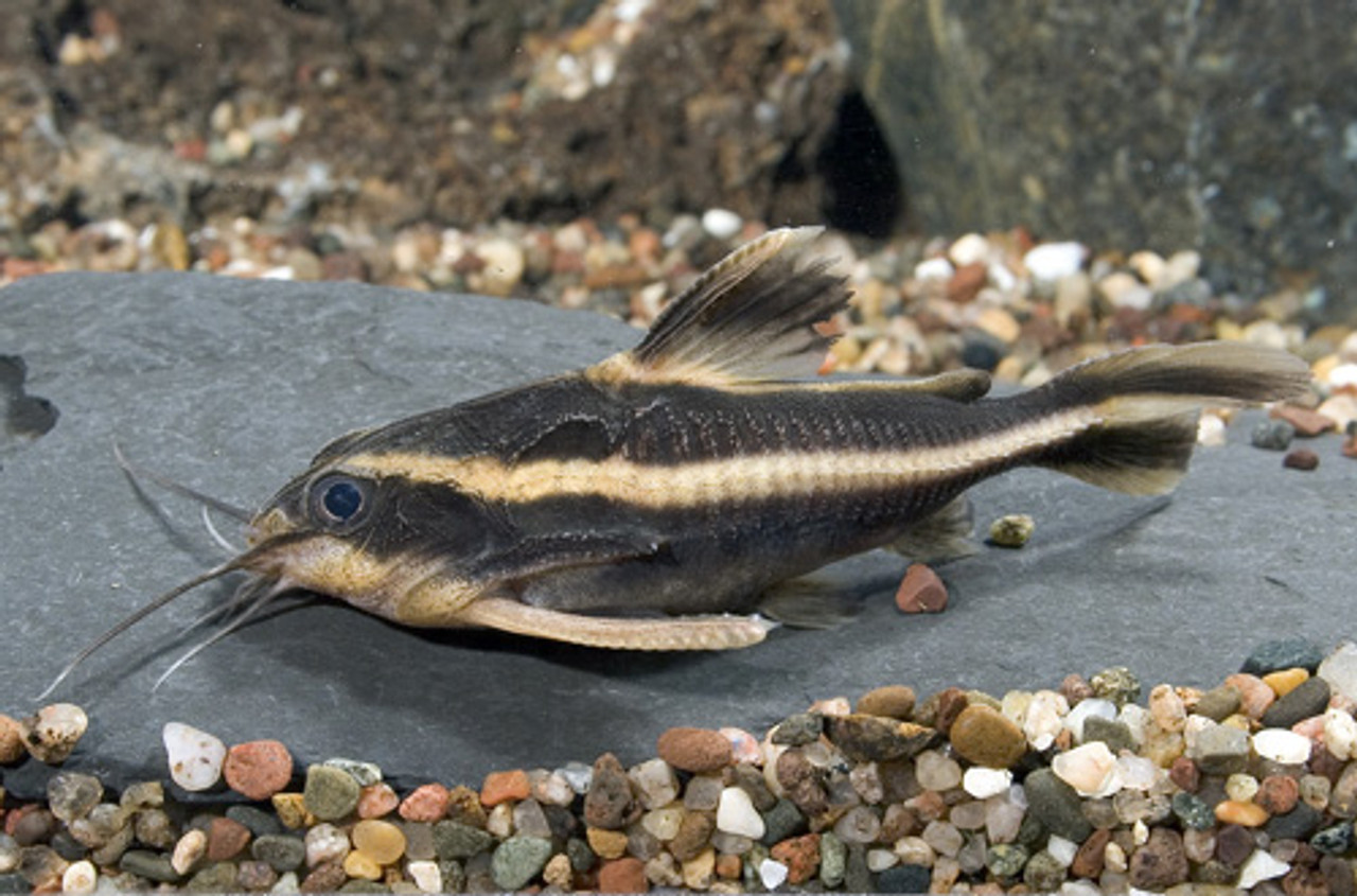 STRIPED RAPHAEL CATFISH - Chibi-Aquarium