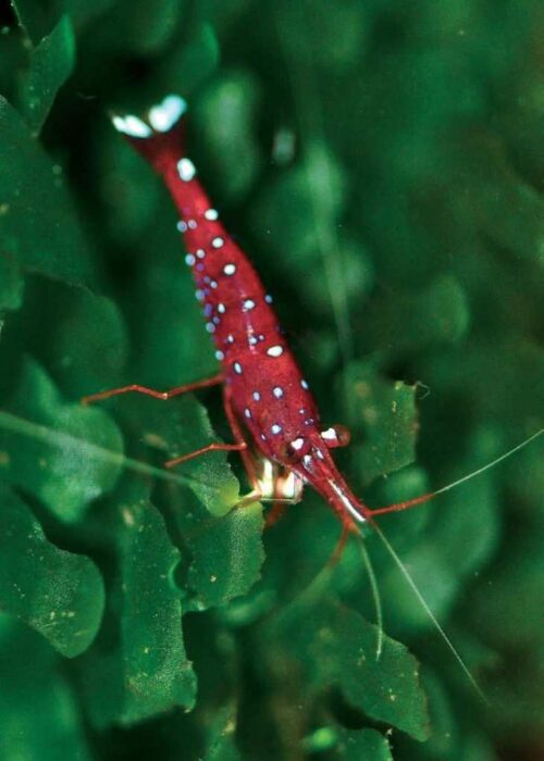 CARDINAL SHRIMP - Chibi-Aquarium