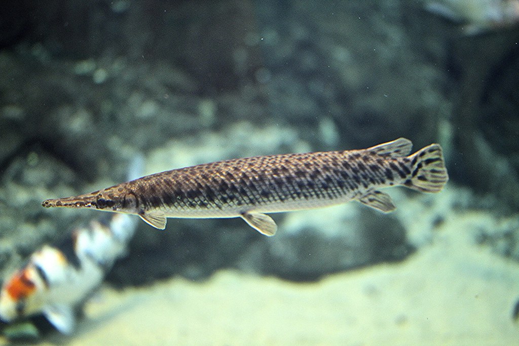 SPOTTED GAR - Chibi-Aquarium