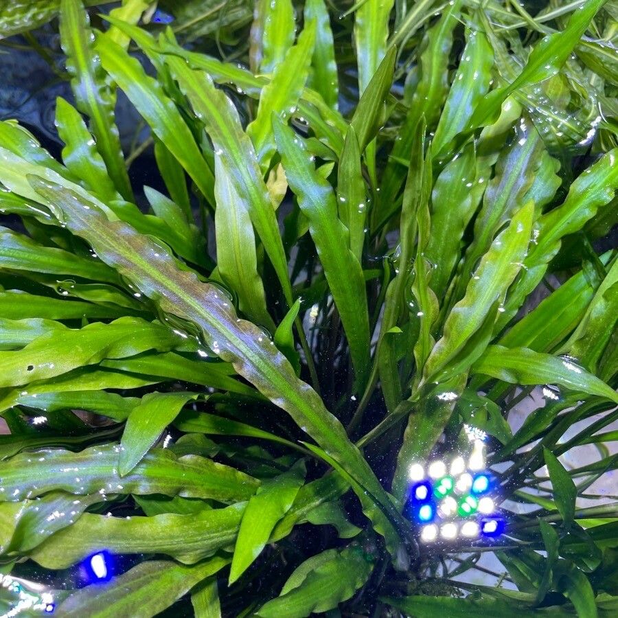 CRYPTOCORYNE SPIRALIS - Chibi-Aquarium