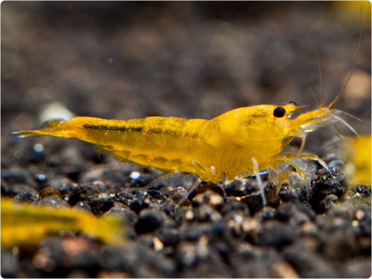 YELLOW KING KONG SHRIMP - Chibi-Aquarium