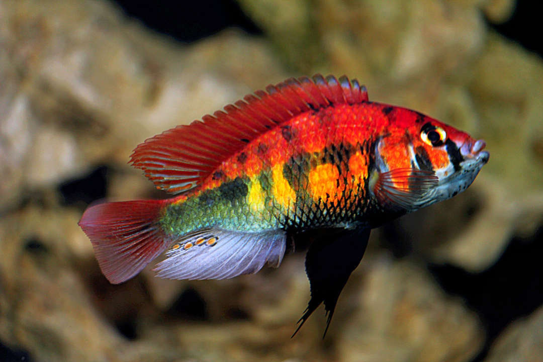 KYOGA FLAMEBACK - Chibi-Aquarium