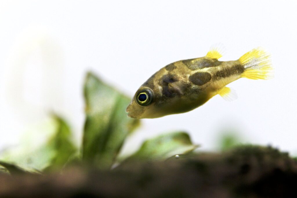 FRESHWATER PUFFER FISH - Chibi-Aquarium
