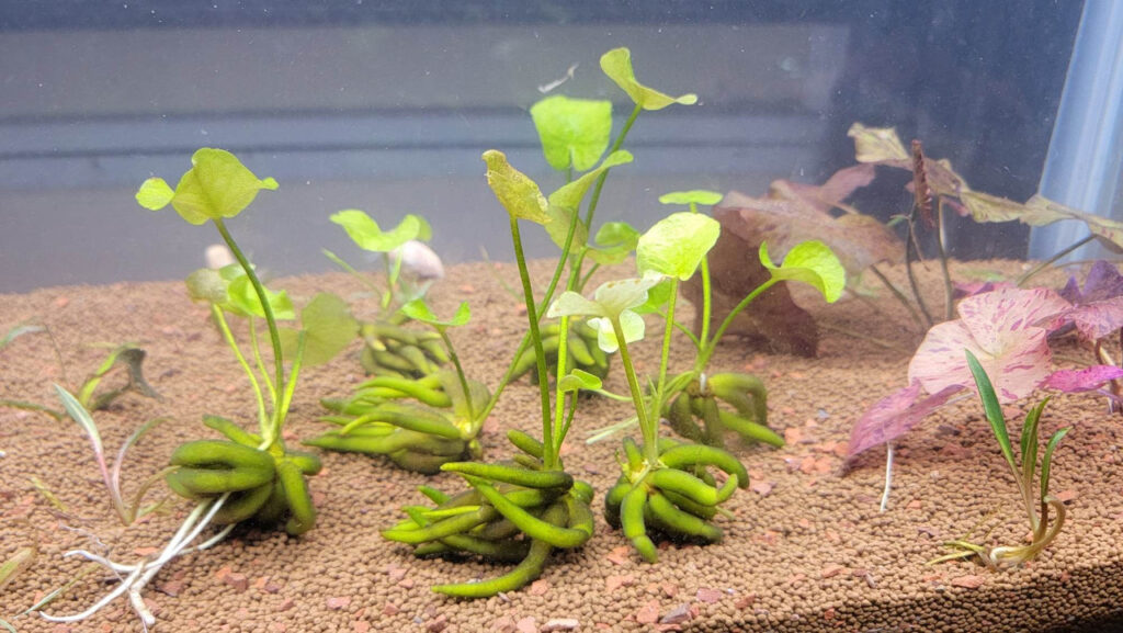 BANANA PLANT- NYMPHOIDES AQUATICA - Chibi-Aquarium