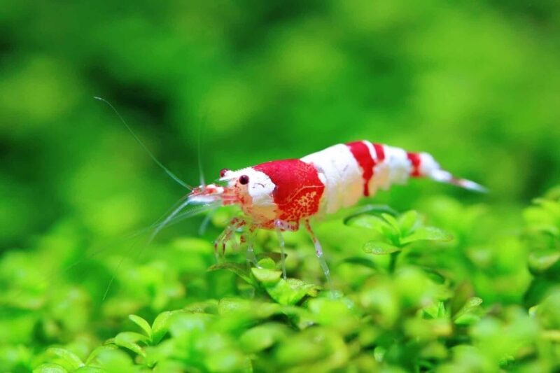 CRYSTAL RED SHRIMP - Chibi-Aquarium